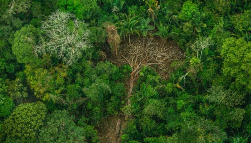 Mining in the Amazon rainforest - Tips to take care of your money every day